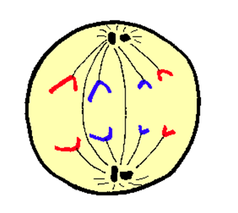 Pembelahan Sel - Mitosis