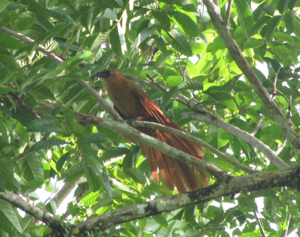 Tierra de cucos, cuclillos, críalos, turacos: Cucal de Célebes ...