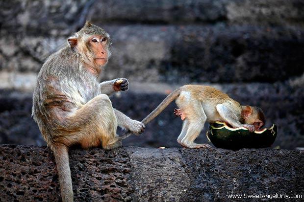 Funny Pictures-Monkeys are very Funny ~ Sweet Angel