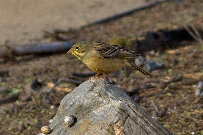 Late Ortolans | Focusing on Wildlife