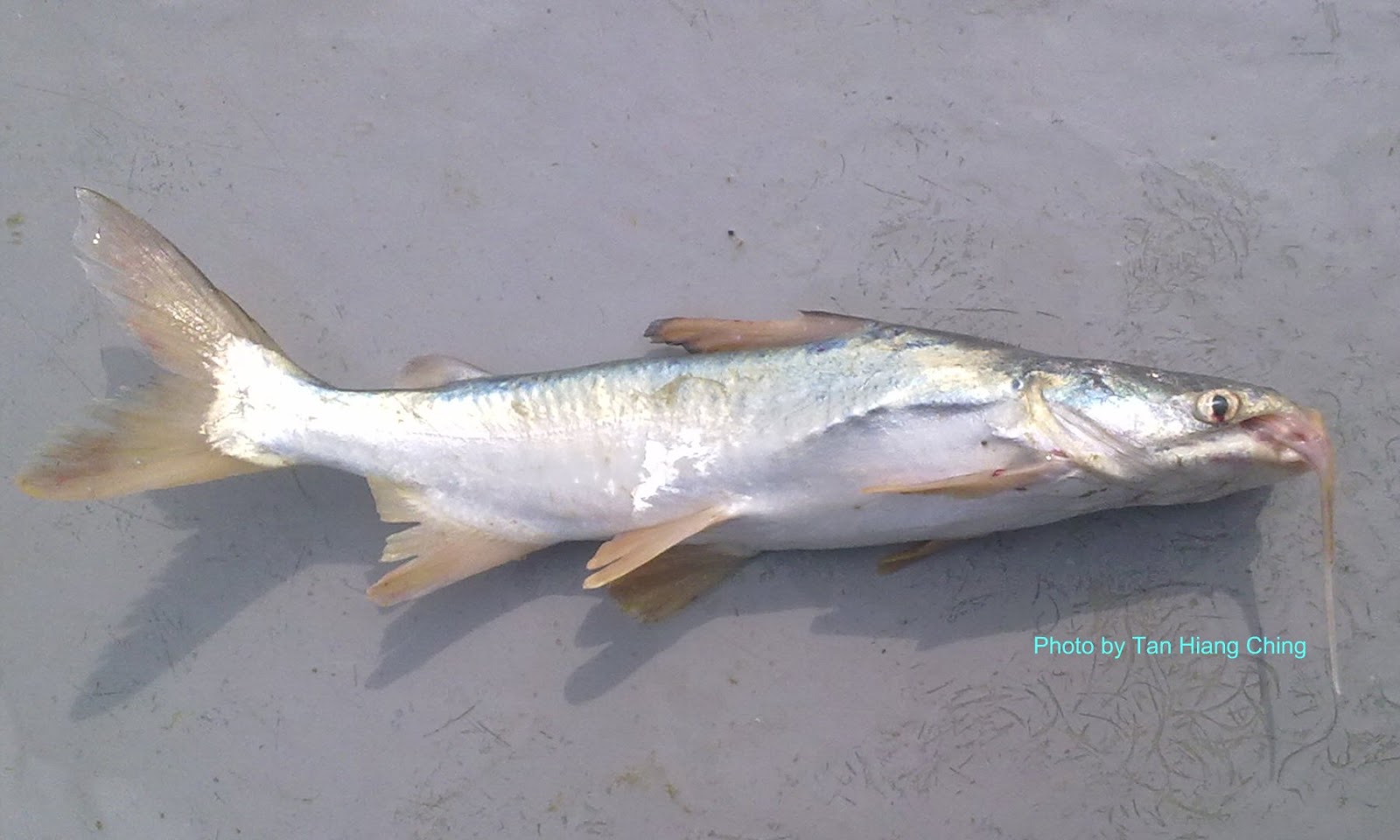 Fish and Fishing in Tanjung Leman