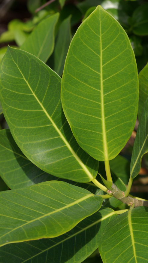 Strangler Fig Leaves