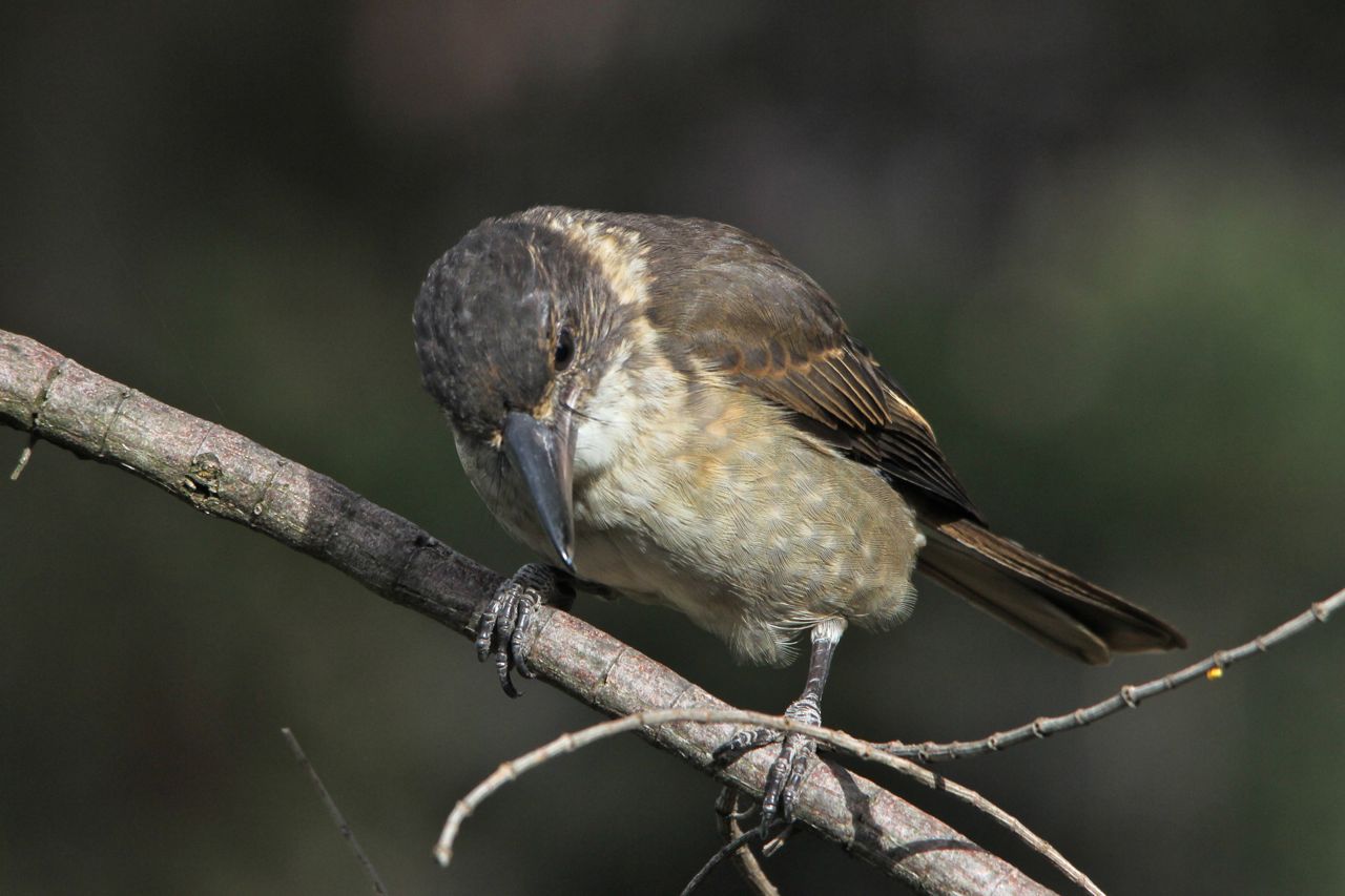 Pete's Flap Birding Aus: Butcherbird brightens dull morning