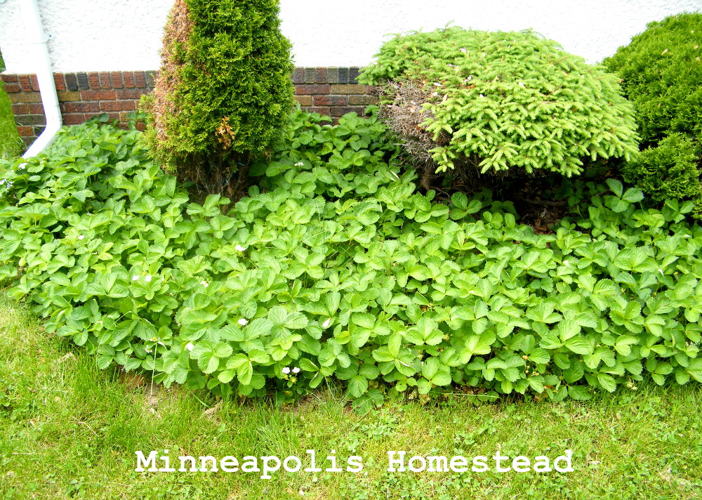 How to Grow Strawberries: Best Tips and Tricks For Tons of Strawberries ...