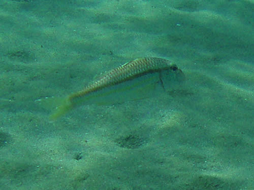 Canarian Sea: Meerbarbe - Mulloidichthys martinicus