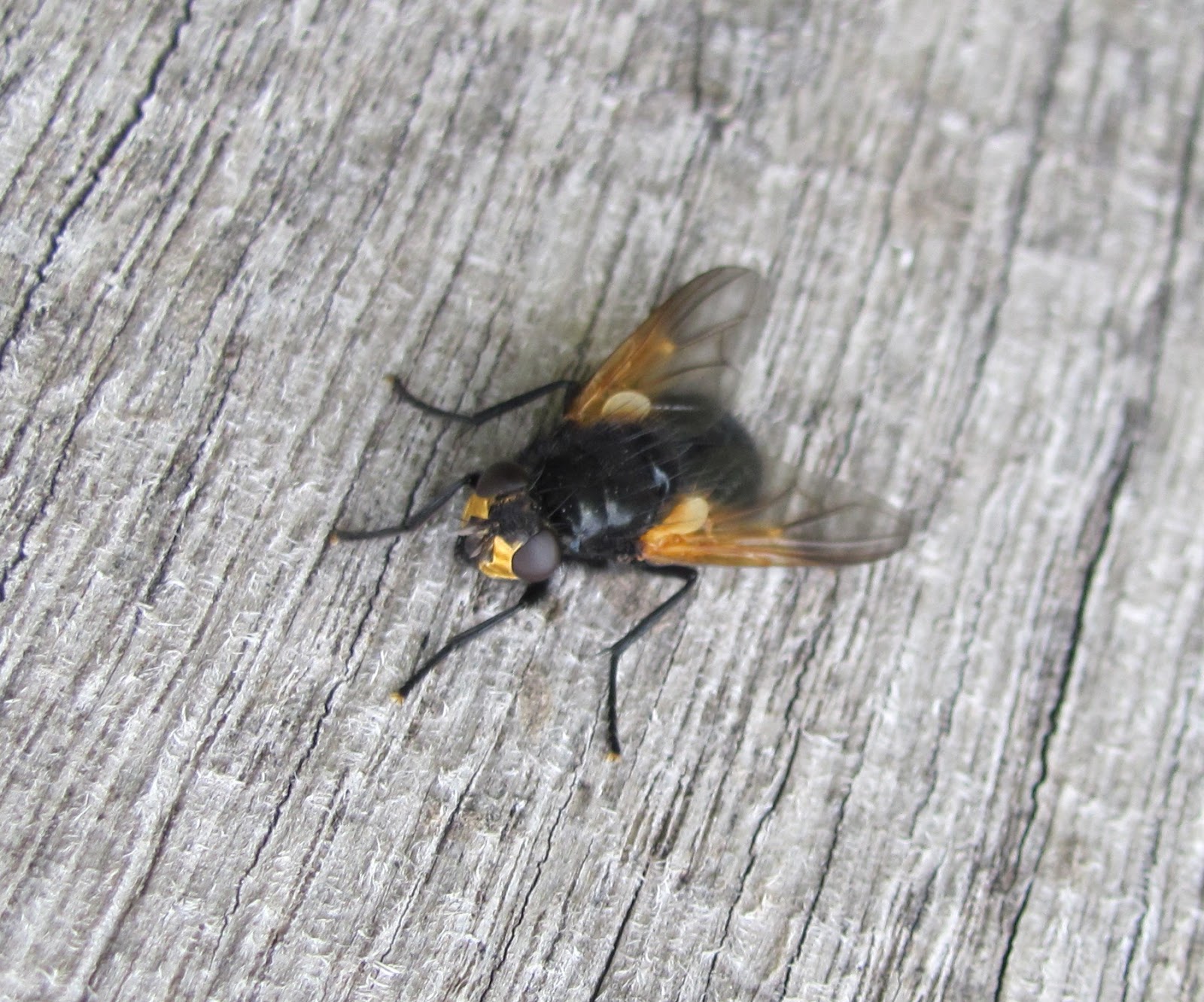 Binoculars, net and bug pots...: Inverterbrate overload on Staines Moor
