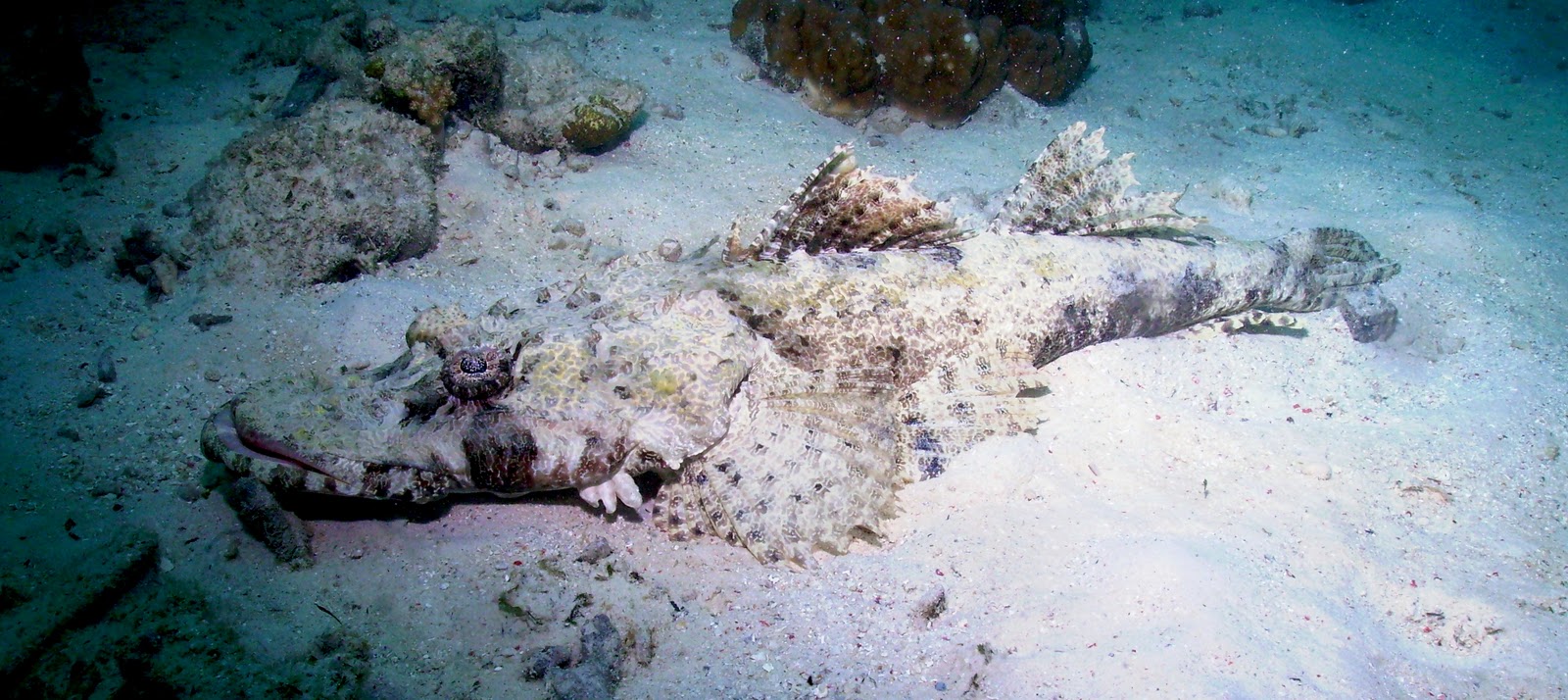 BillsDiving: Crocodile Fish