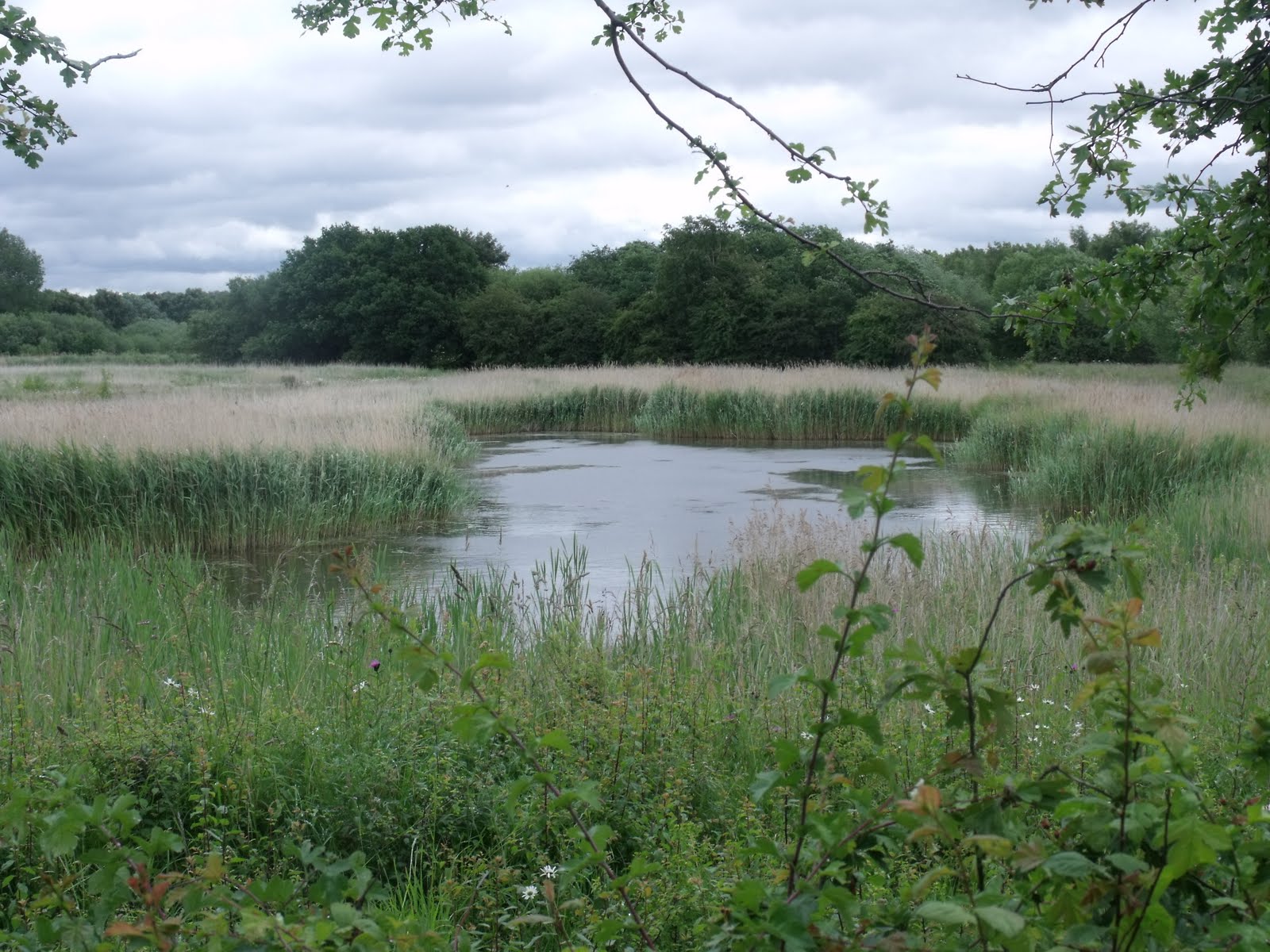 Yorkshire Ramblings: Potteric Carr Nature Reserve