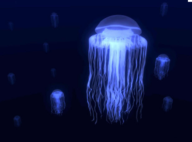 Box Jellyfish | The Biggest Animals Kingdom