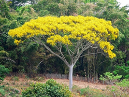 arboreo.net: Paricá - Schizolobium amazonicum