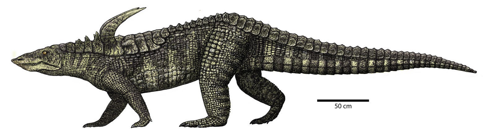 Evolutionary Vertebrate Zoology: 2012