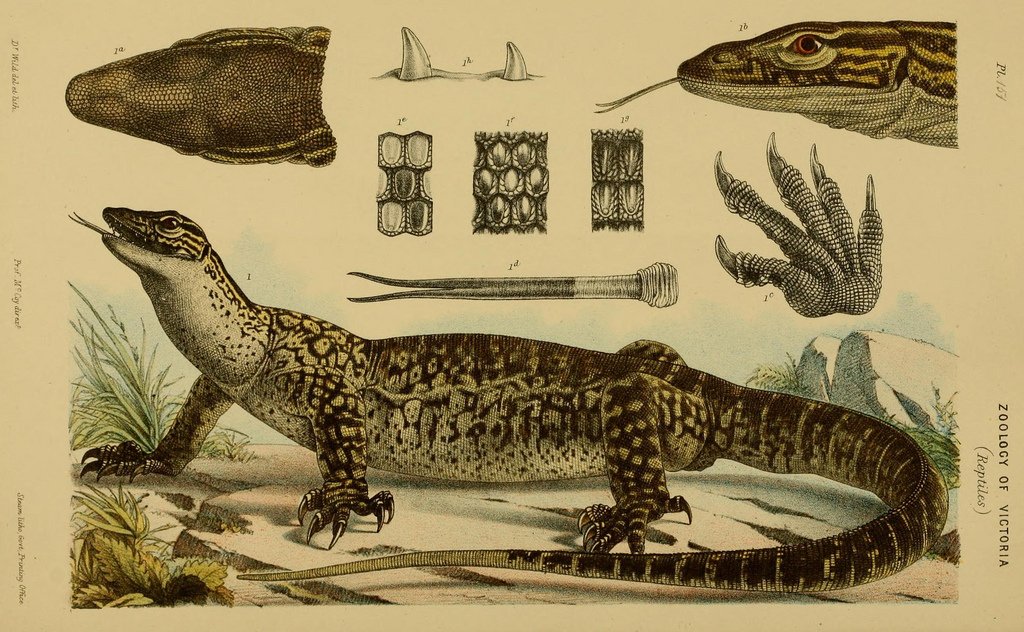 Los varanos. Corazón de dragón