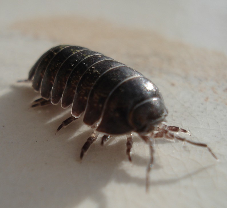 Jardim Wilton Matos: Tatuzinho de Jardim