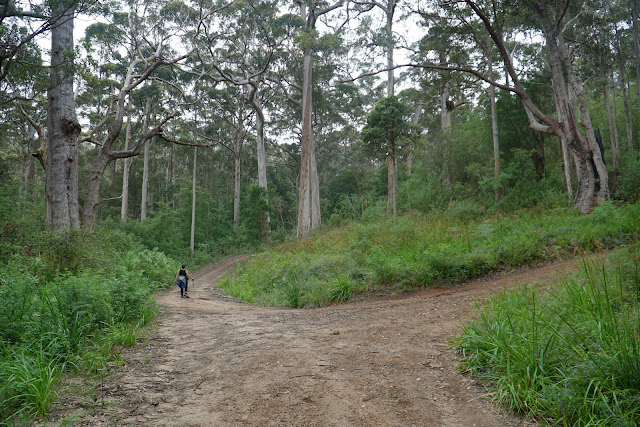 Deep River Walk Trail (Walpole-Nornalup National Park) ~ The Long Way's ...
