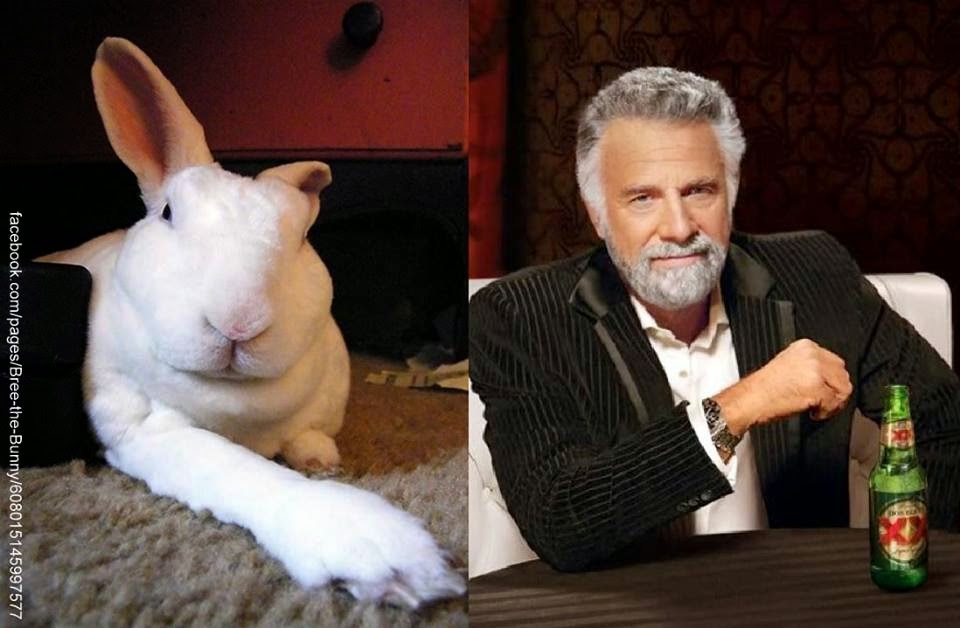 Rabbit Ramblings: Bunny-human look-a-likes -- Doppelgangers