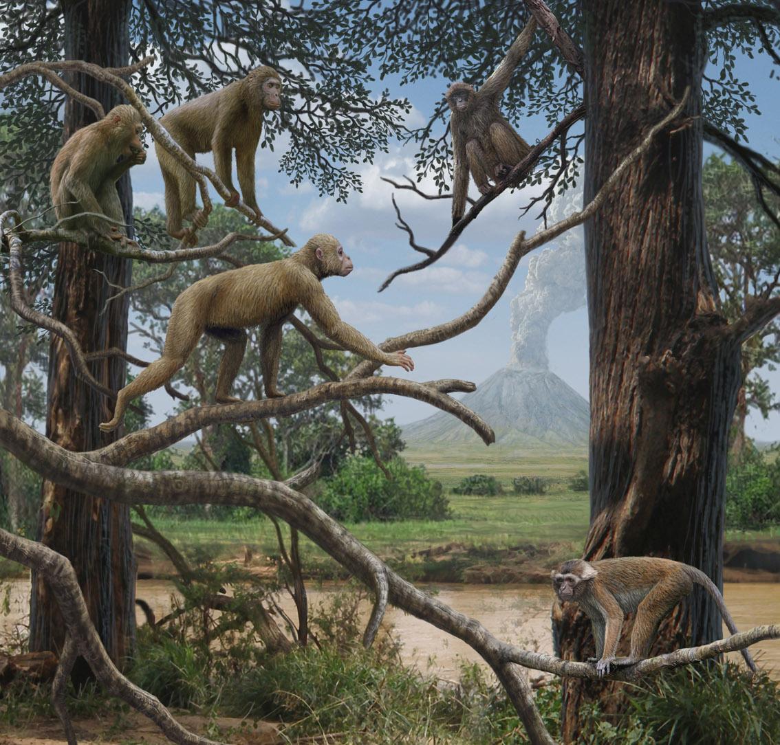 El profesor Bigotini: PLIOPITÉCIDOS. AL FIN SIMIOS