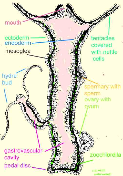 COELENTERATA / CNIDARIA - Indah Pratiwi