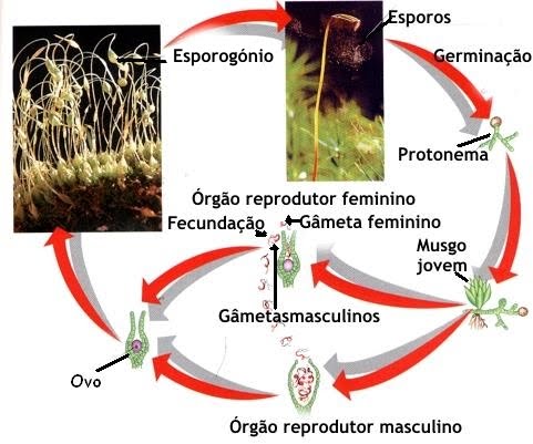 Espaços Verdes: Reprodução do musgo