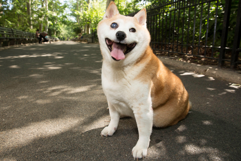 Conoce a Cinnamon, la perrita que siempre tiene una sonrisa feliz en su ...