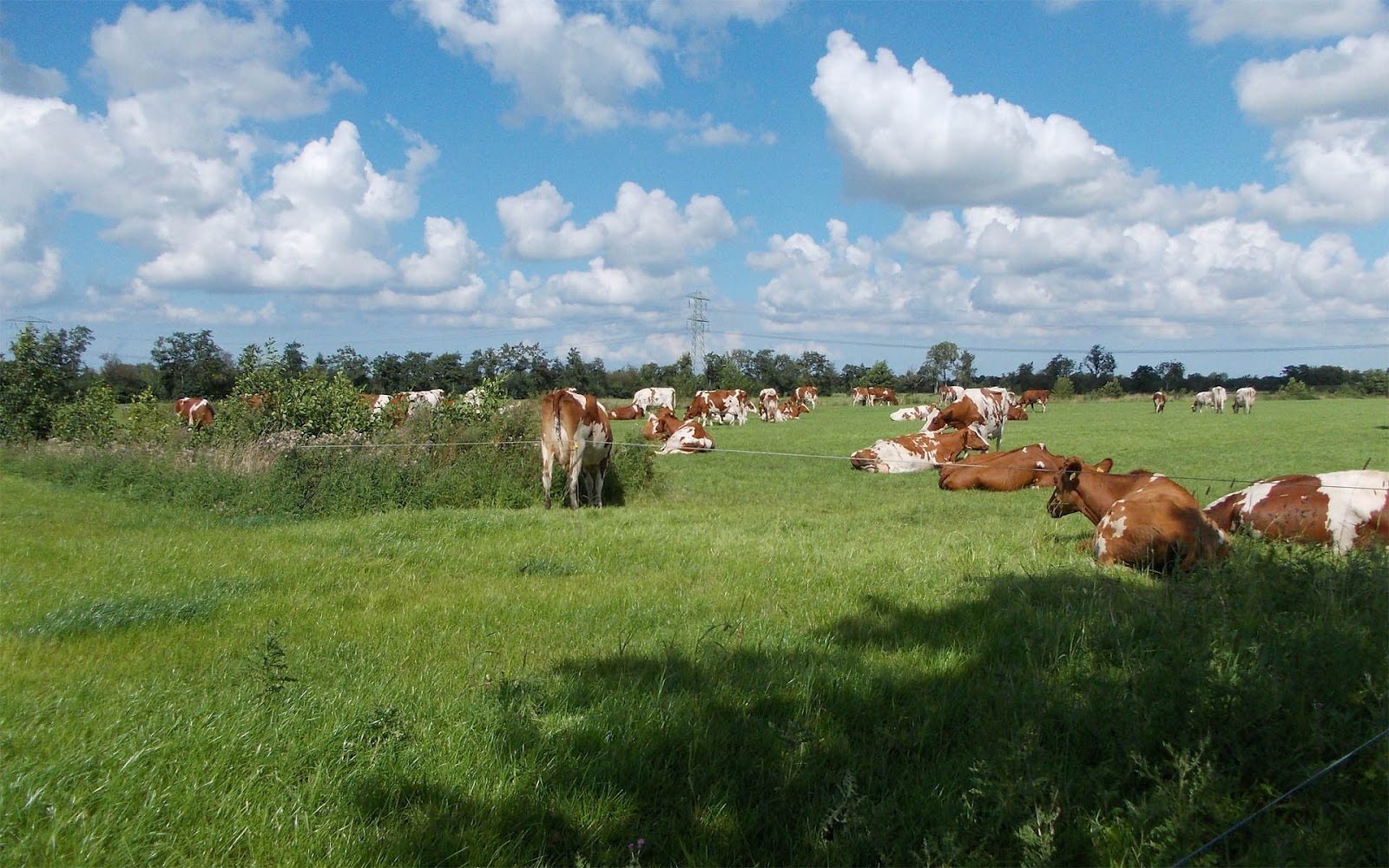Weiland vol Roodbonte Friese koeien