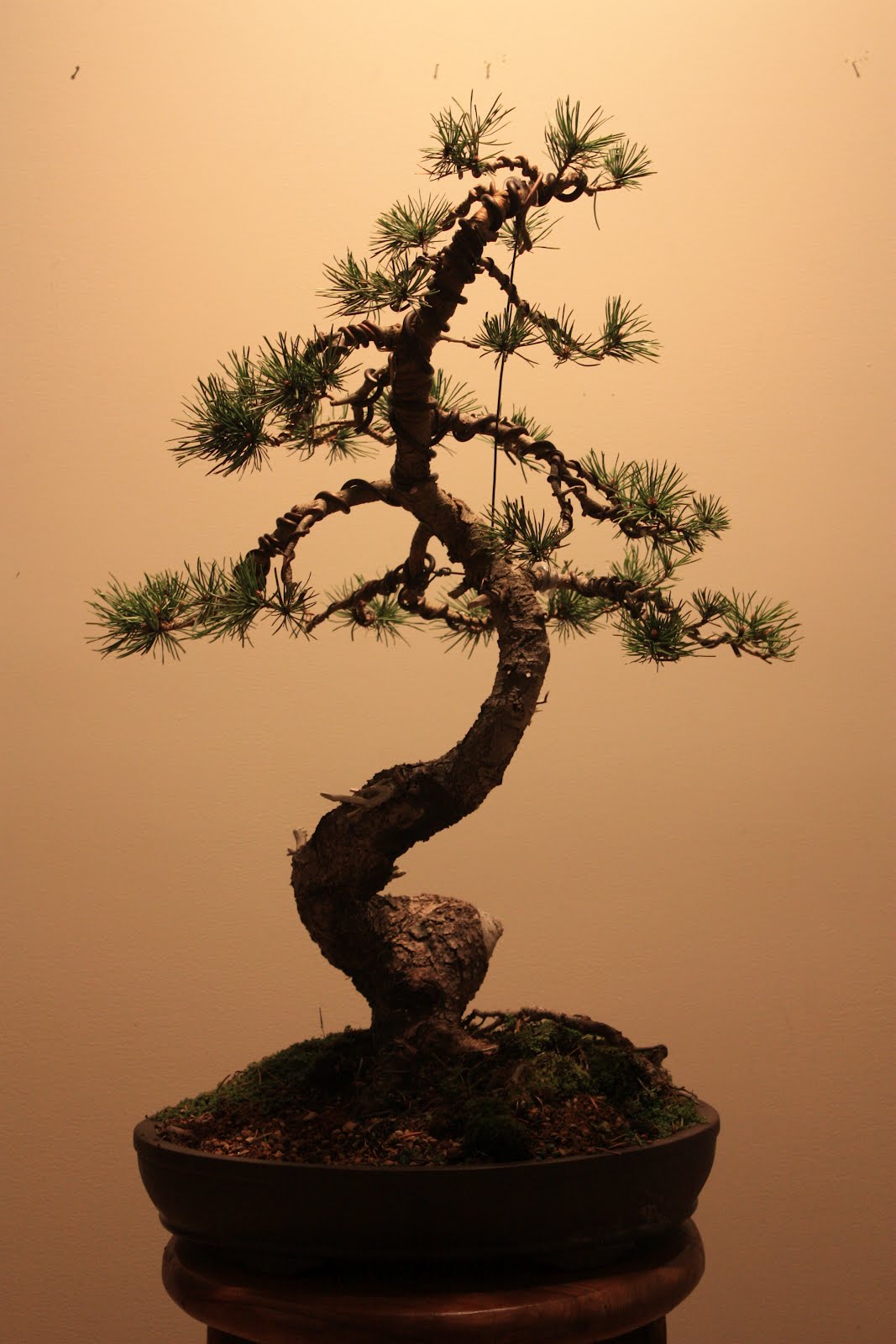 Woodland-Bonsai: Pinus contorta contorta, Shore pines, collected.