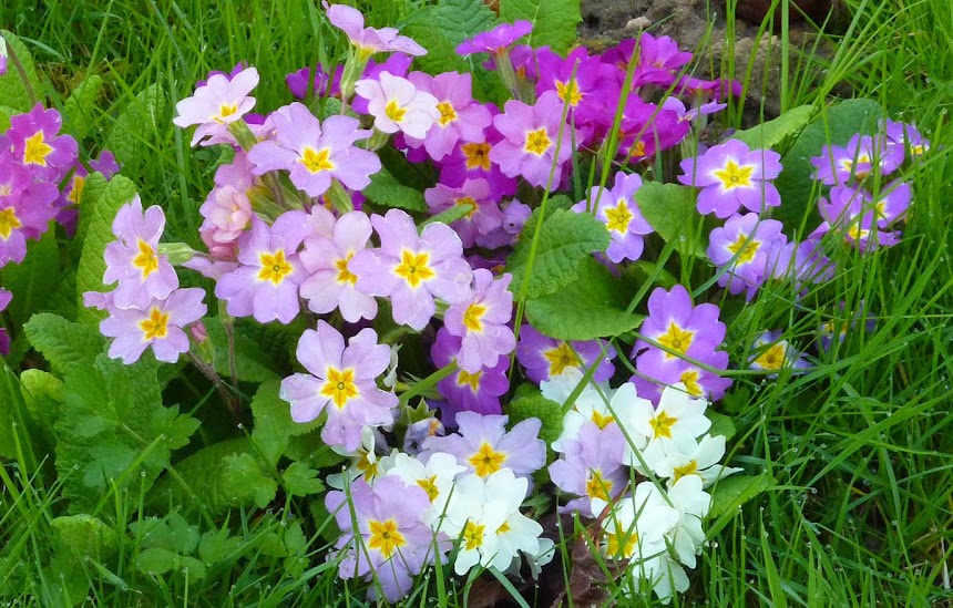 Living the life in Saint-Aignan: Spring posies