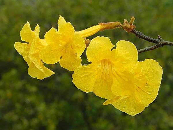lost in Mato Grosso: quest for the light - Yellow Ypê | Tabebuia ...