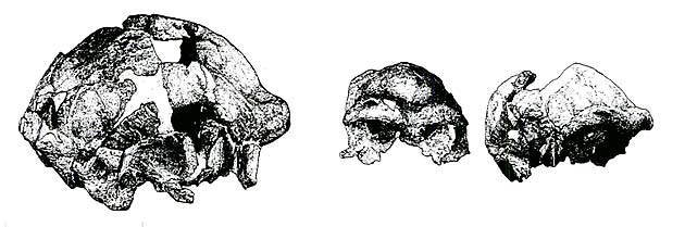 EL ENIGMA DE CEPRANO