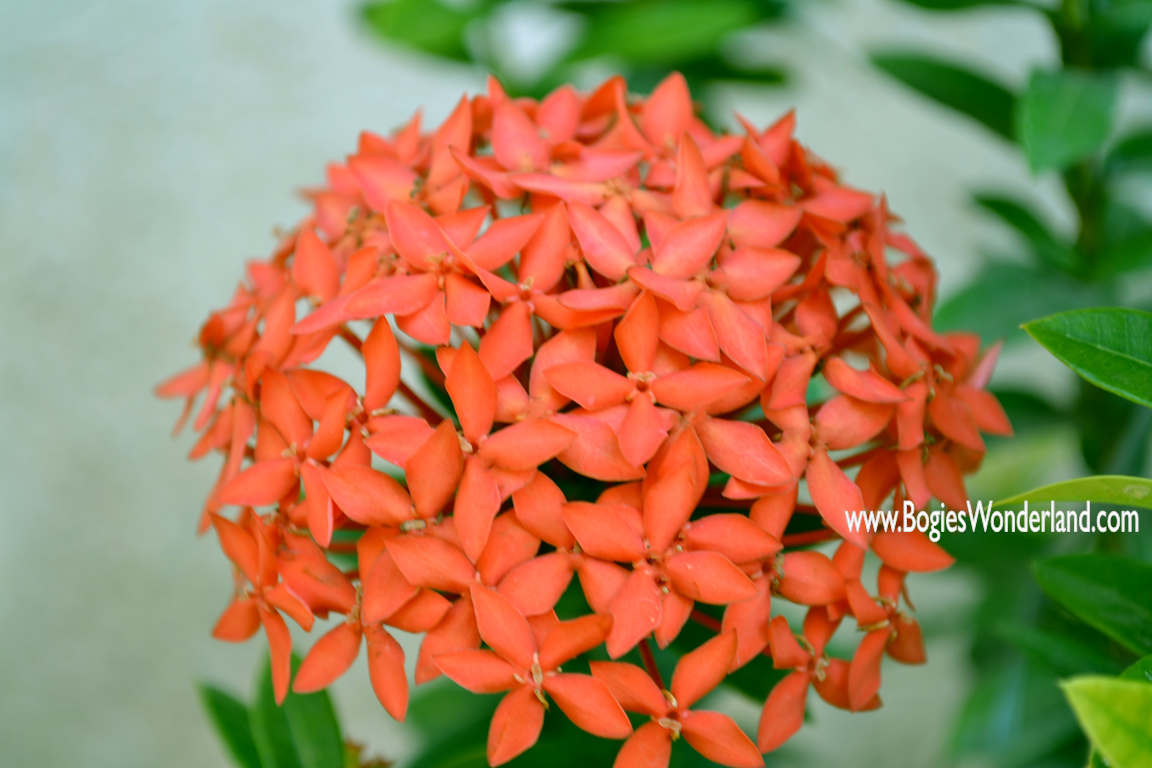 Suntan Flower – Bogie's Wonderland