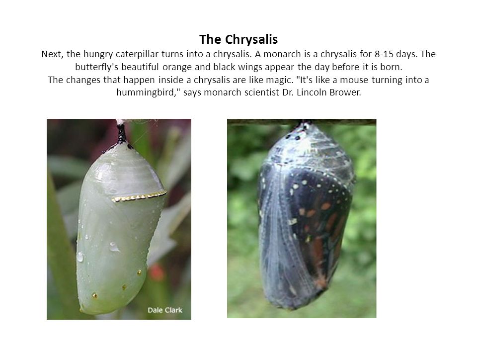 EXAMS AND ME : Chrysalis Effect: (Metamorphosis)