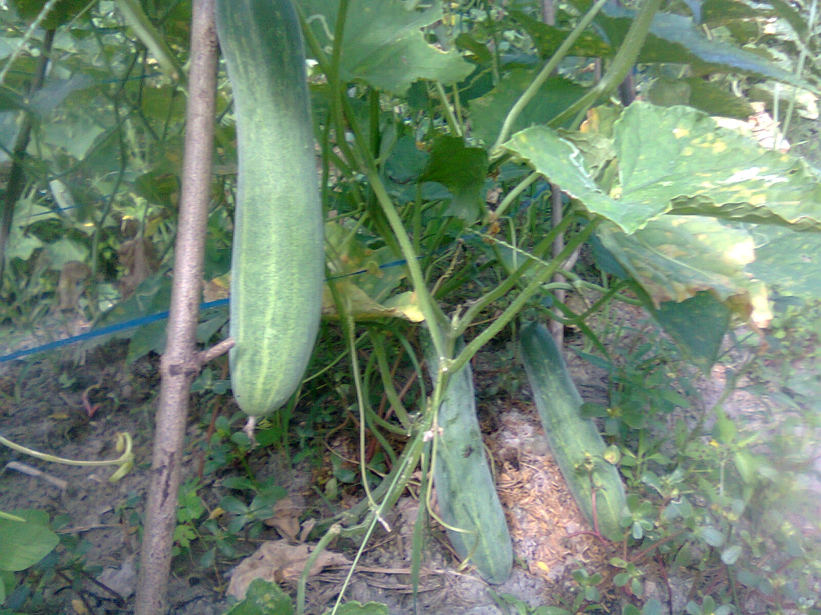 Pohon Mentimun Layu Terkena Sinar Matahari? Ada Apa? - Guru Ilmuan