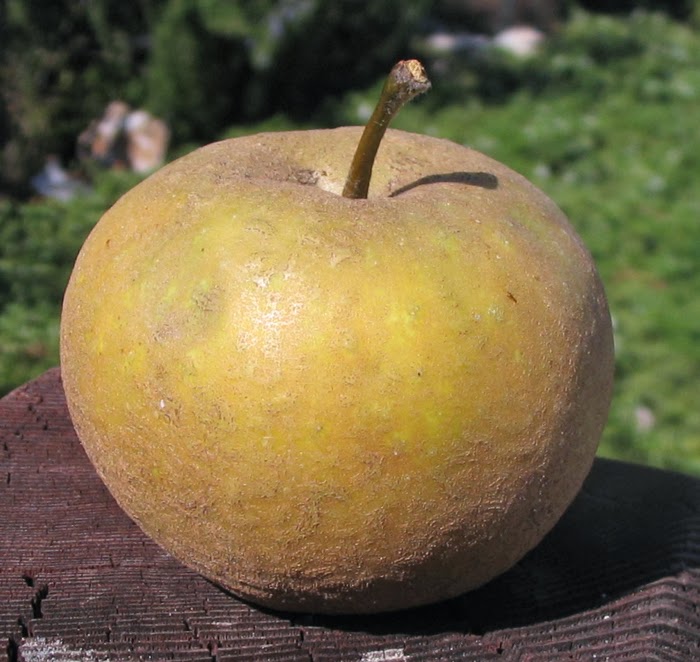 Russet Beauty * - Adam's Apples