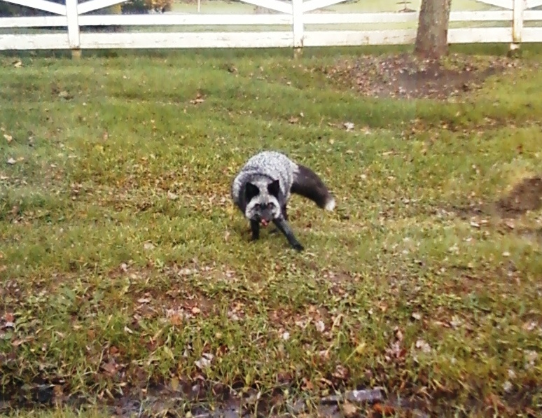 Ohio Birds and Biodiversity: A "Silver" Red Fox
