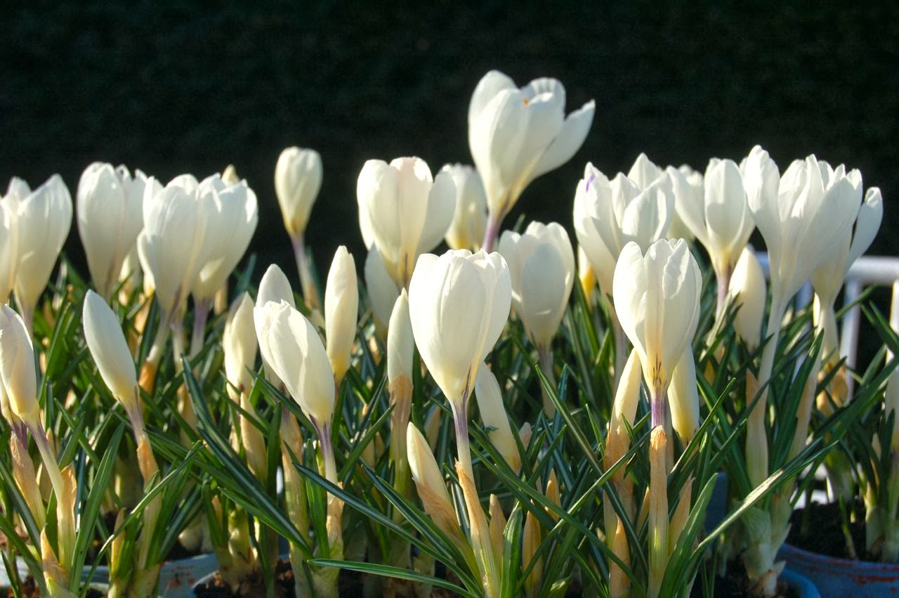 100 witte krokussen.