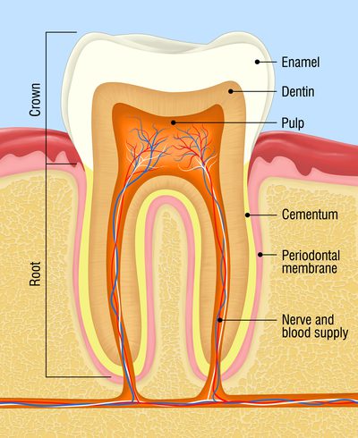 Know About Your Tooth Enamel