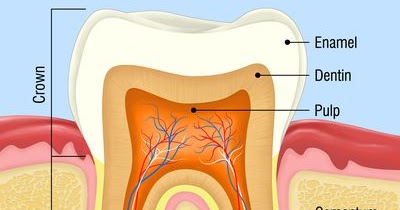 Know About Your Tooth Enamel