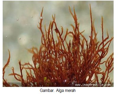 Klasifikasi Protista Mirip Tumbuhan (Alga)