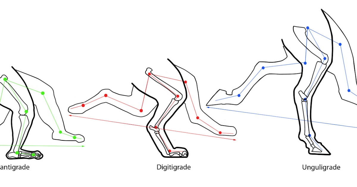 Anthro Anatomica: Walking on 2 legs not 4 - Stride and energy