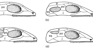 The Palaeo Post: The Difference Between...Anapsids, Synapsids, Diapsids ...