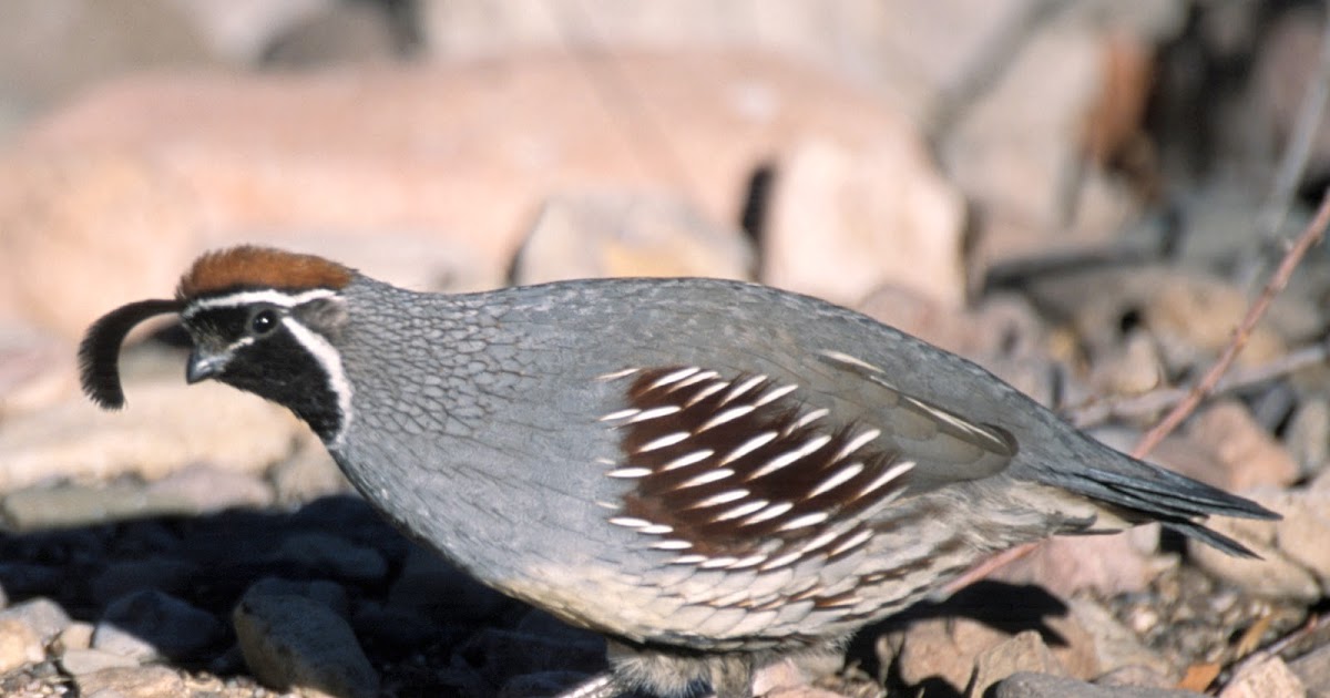 Birds of the World: Gambel's quail