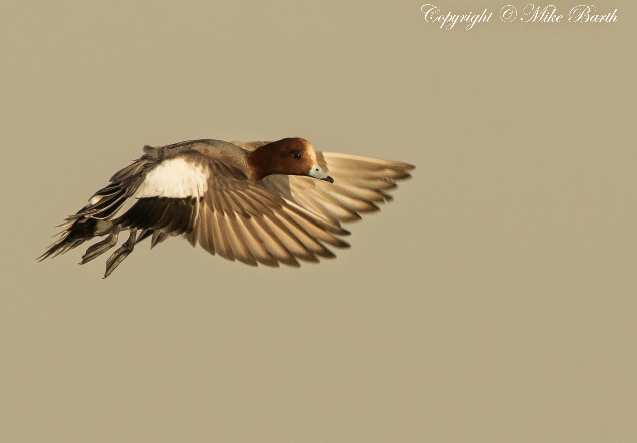 Desert Ducks | Focusing on Wildlife