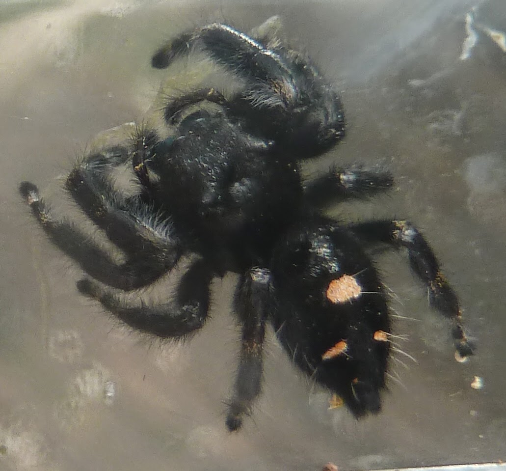 Springfield Plateau: Bold Jumping Spider