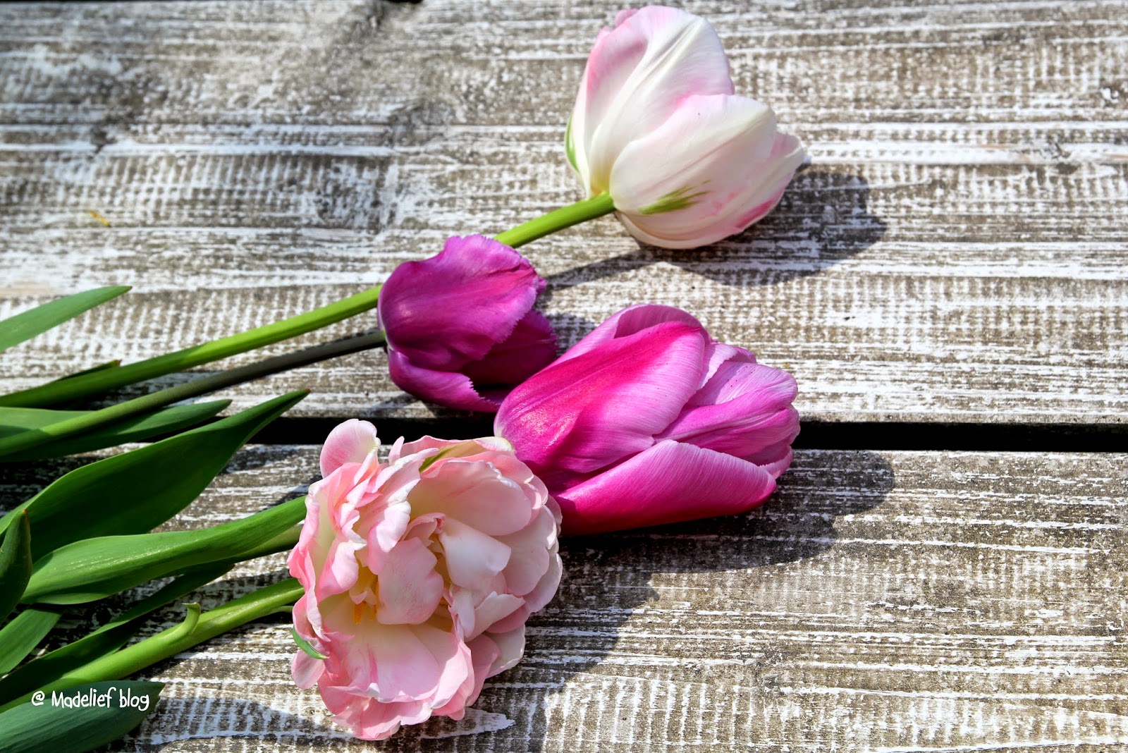 Madelief: Tulips from Rotterdam