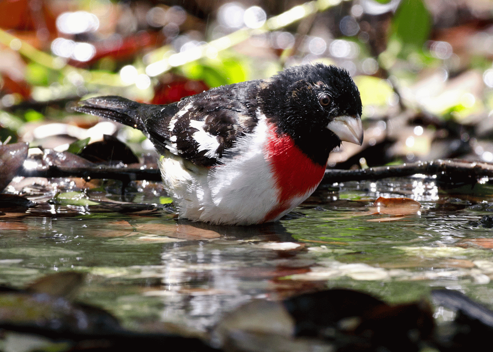 Journeys With Judy: Wet Birds