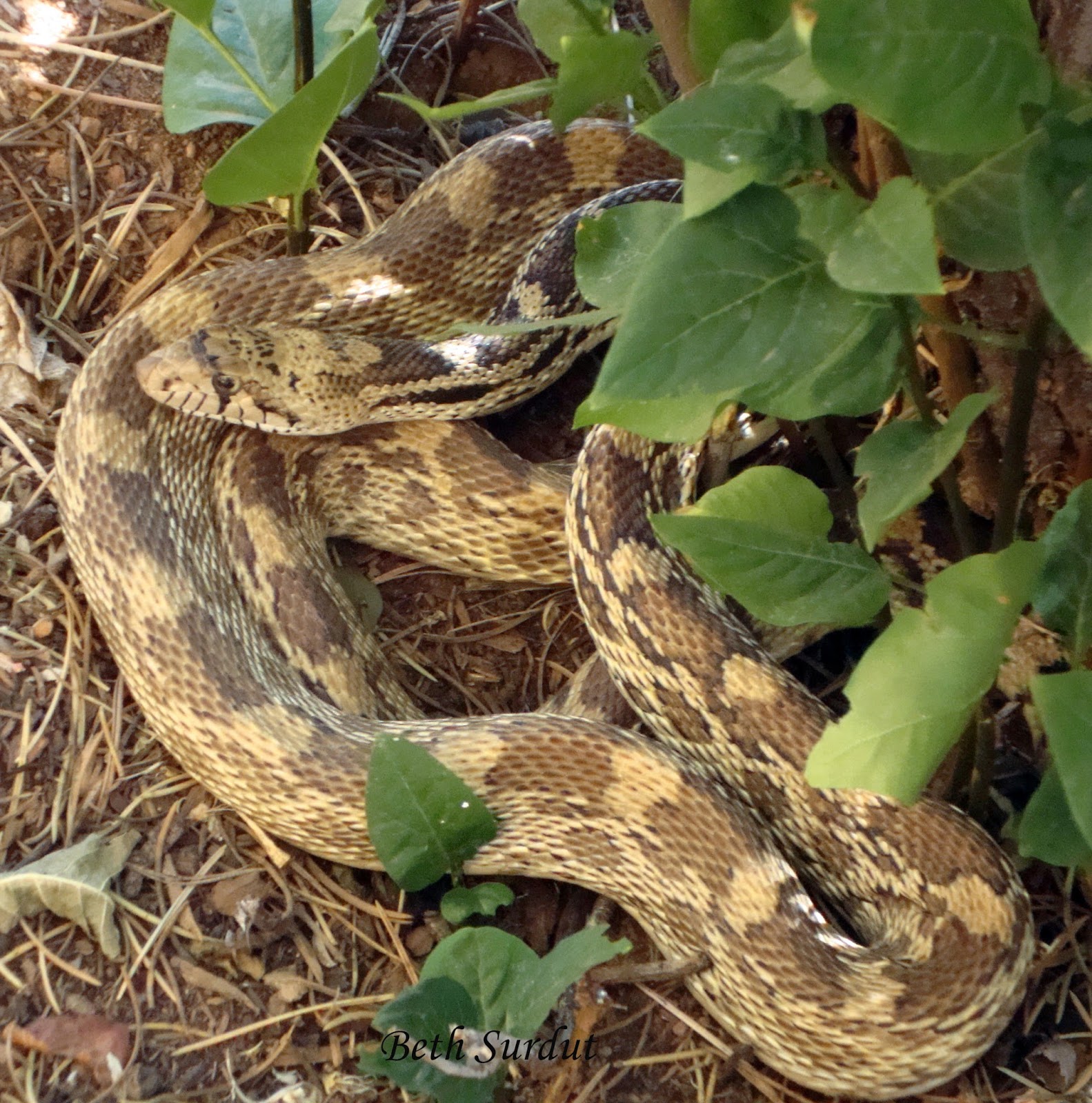 Surdut Art for the Mind & Body: Art of Paying Attention on NPR: Snakes