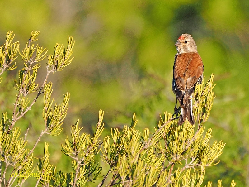 Miguel fotografia: Pardillo común (Carduelis cannabina)
