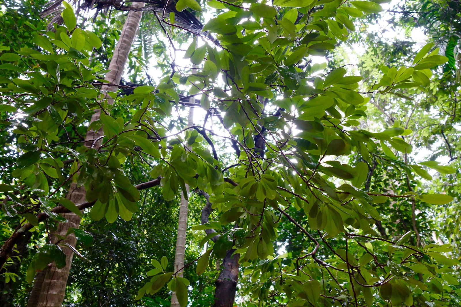 Luckgrove Ayurveda Gardens, Sri Lanka - Eat - Explore - Enjoy