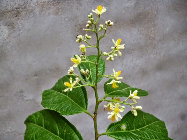Microcos paniculata - Kohu kirilla | SL Flora