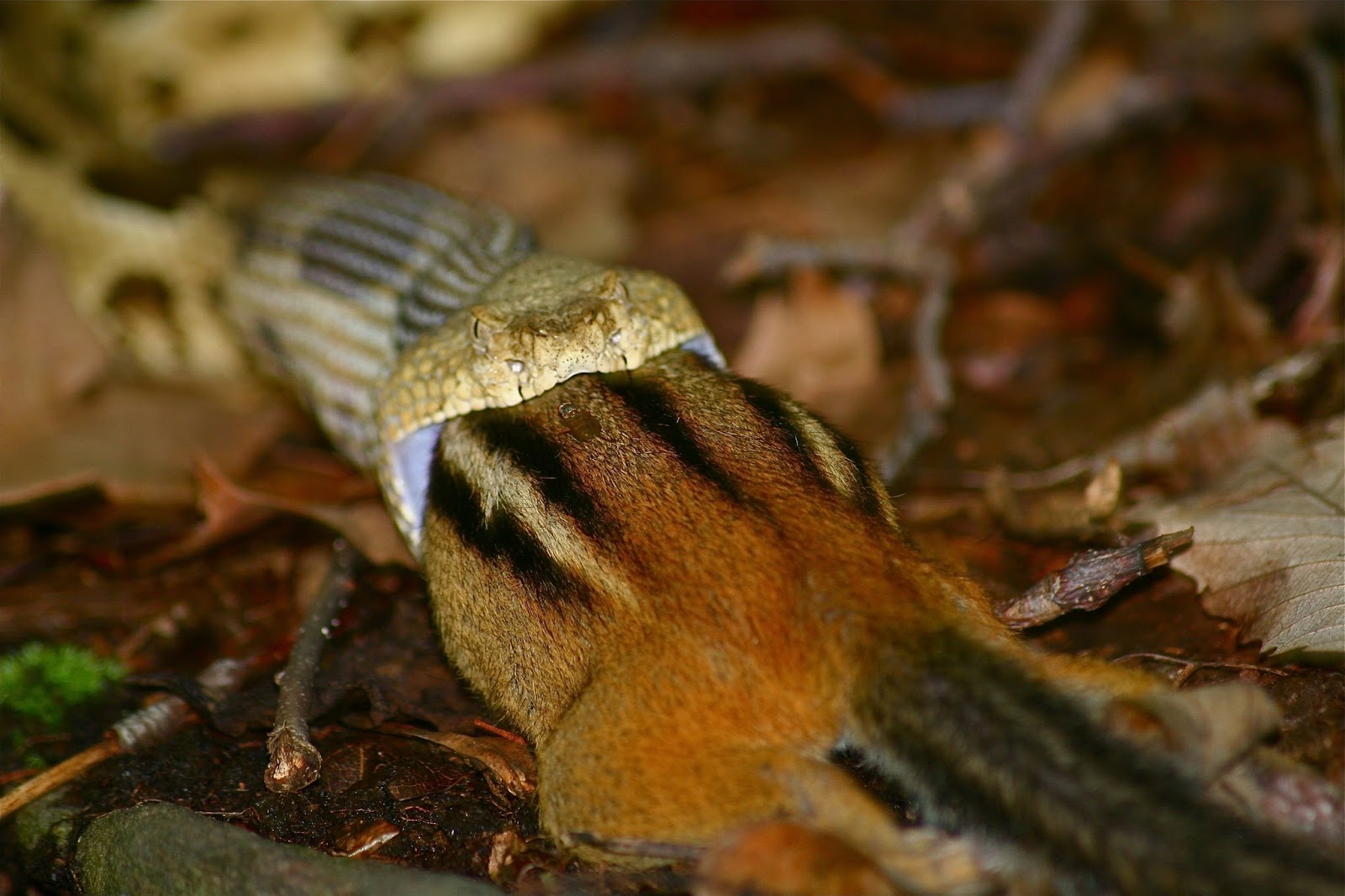 Wildfilm: Predator (Wildlife Part 2)