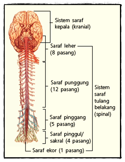 Belajar Biologi: sistem saraf pada manusia